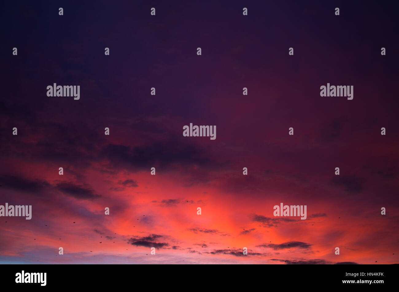 fine red sunset and pack of crows, background Stock Photo - Alamy