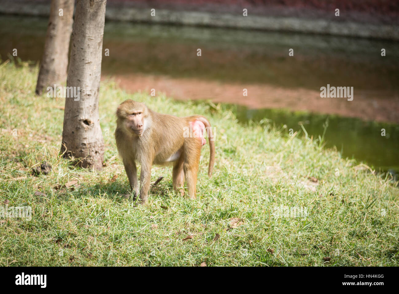 Baboons are African and Arabian Old World monkeys belonging to the ...