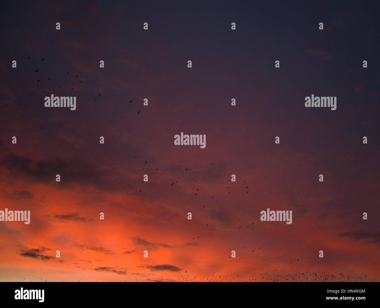 fine red sunset and pack of crows, background Stock Photo - Alamy