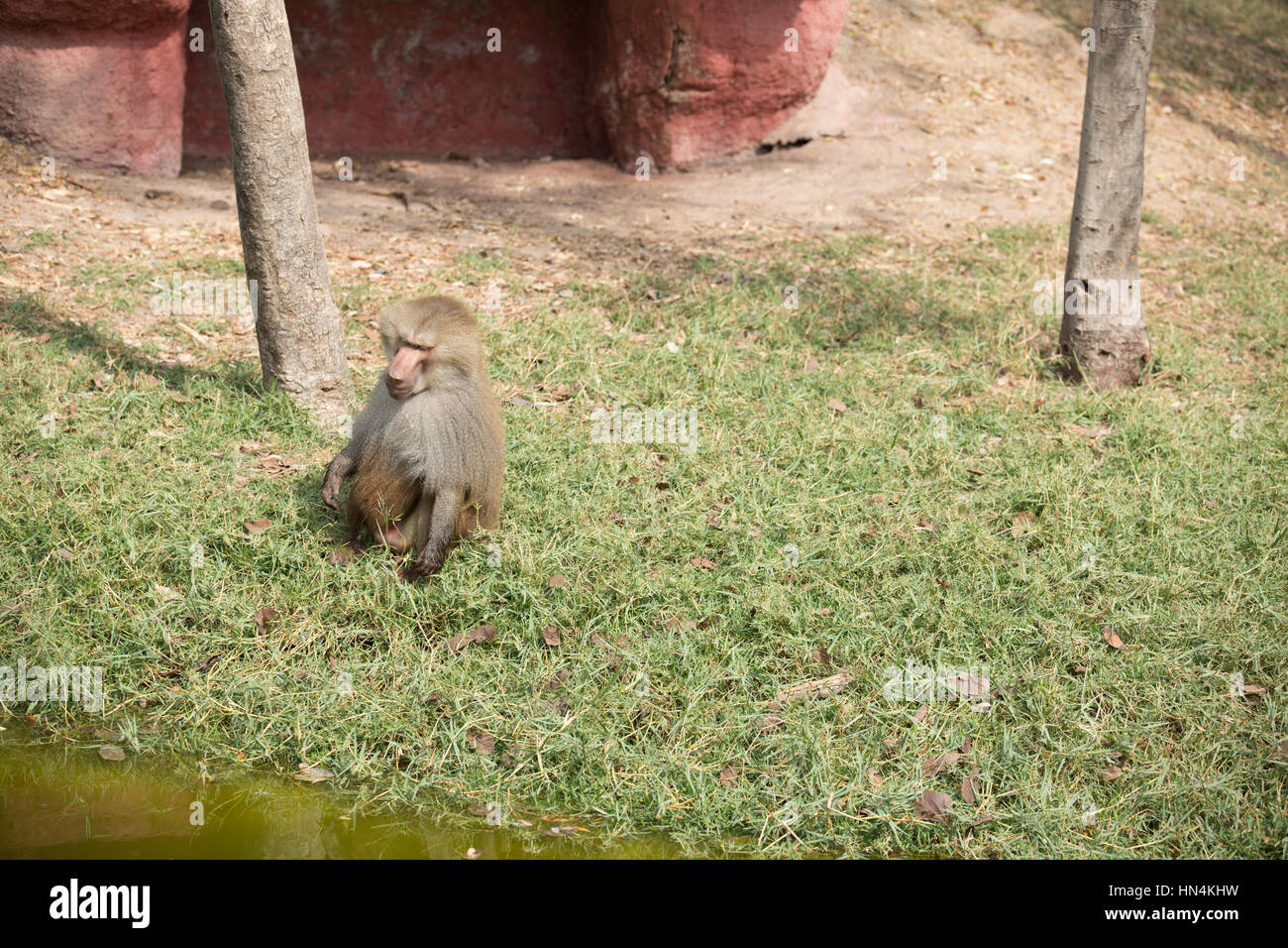 Arabian old world monkeys hi-res stock photography and images - Alamy