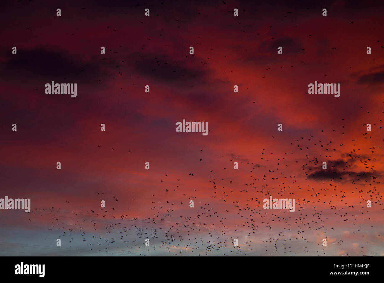 fine red sunset and pack of crows, background Stock Photo - Alamy
