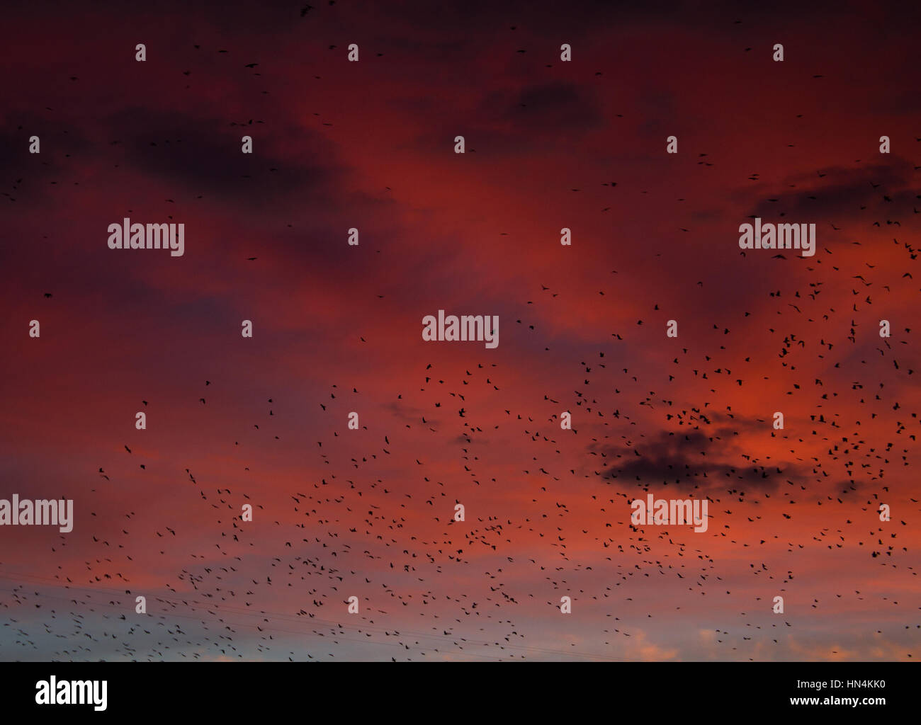 fine red sunset and pack of crows, background Stock Photo - Alamy