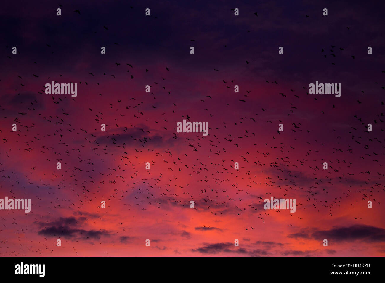 fine red sunset and pack of crows, background Stock Photo - Alamy