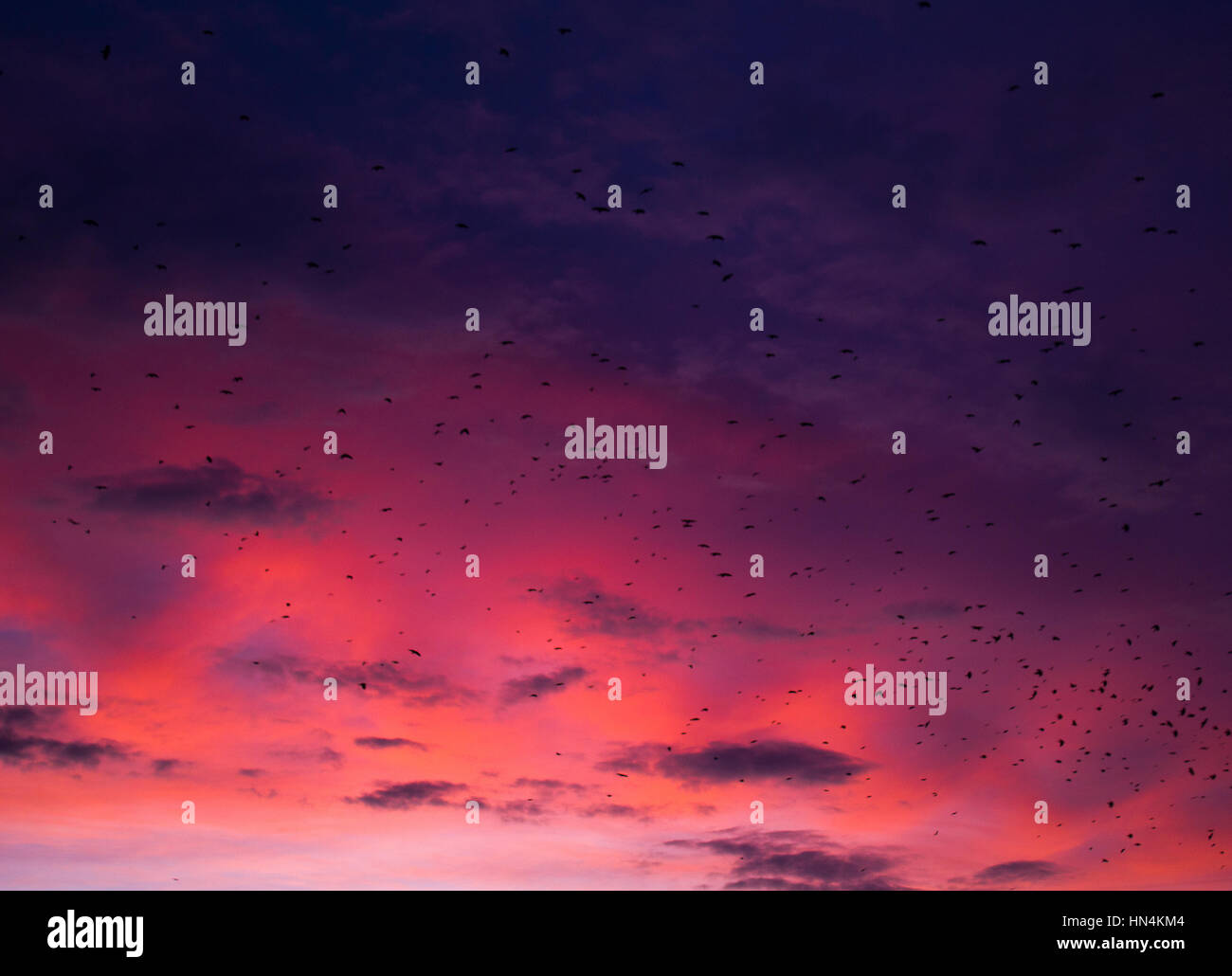 fine red sunset and pack of crows, background Stock Photo - Alamy