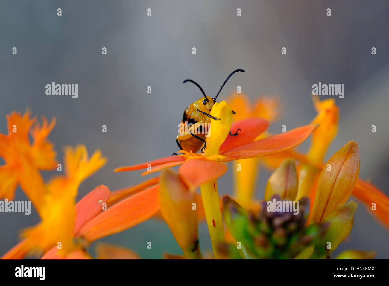 Front view of a small orange and black pumpkin beetle (Aulacophora ...