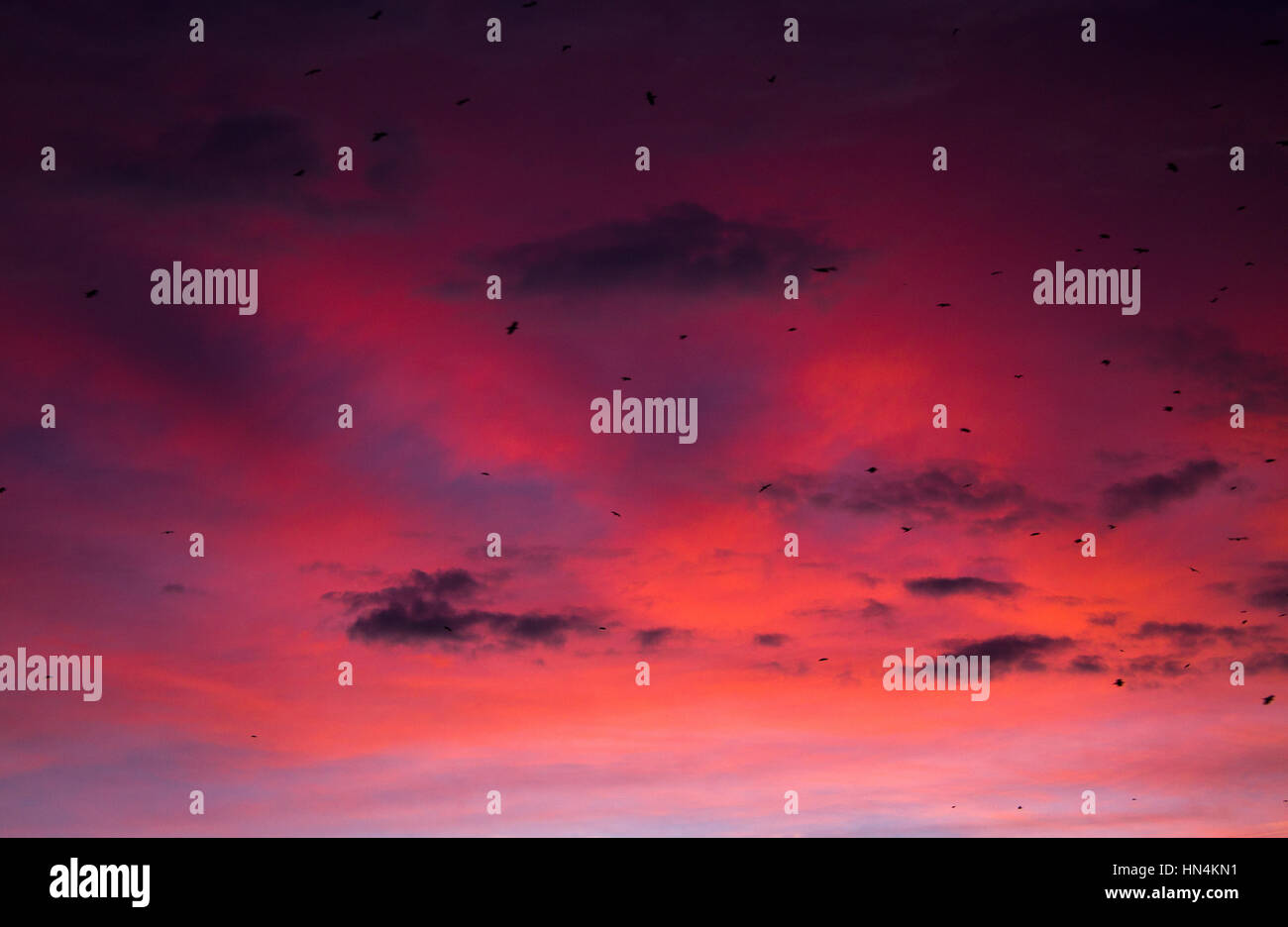 fine red sunset and pack of crows, background Stock Photo - Alamy