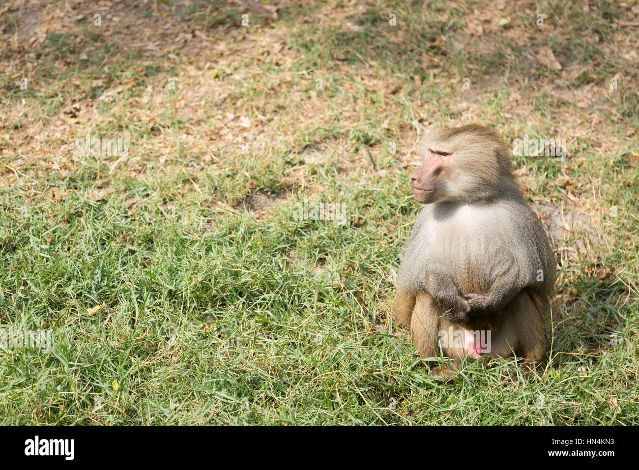 Cercopithecinae hi-res stock photography and images - Alamy