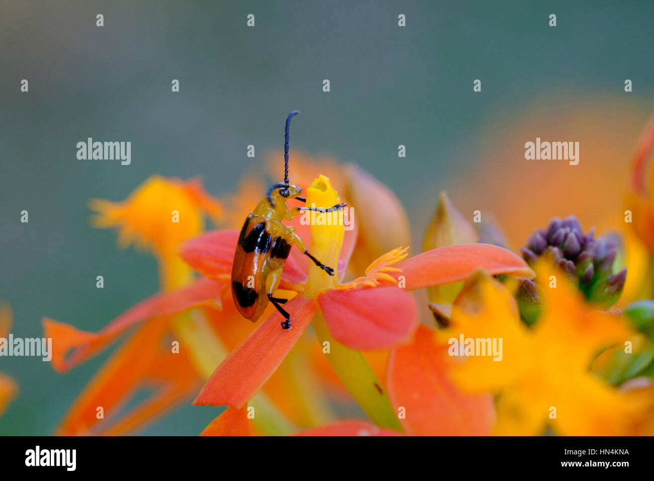 A small orange and black pumpkin beetle (Aulacophora hilaris ...