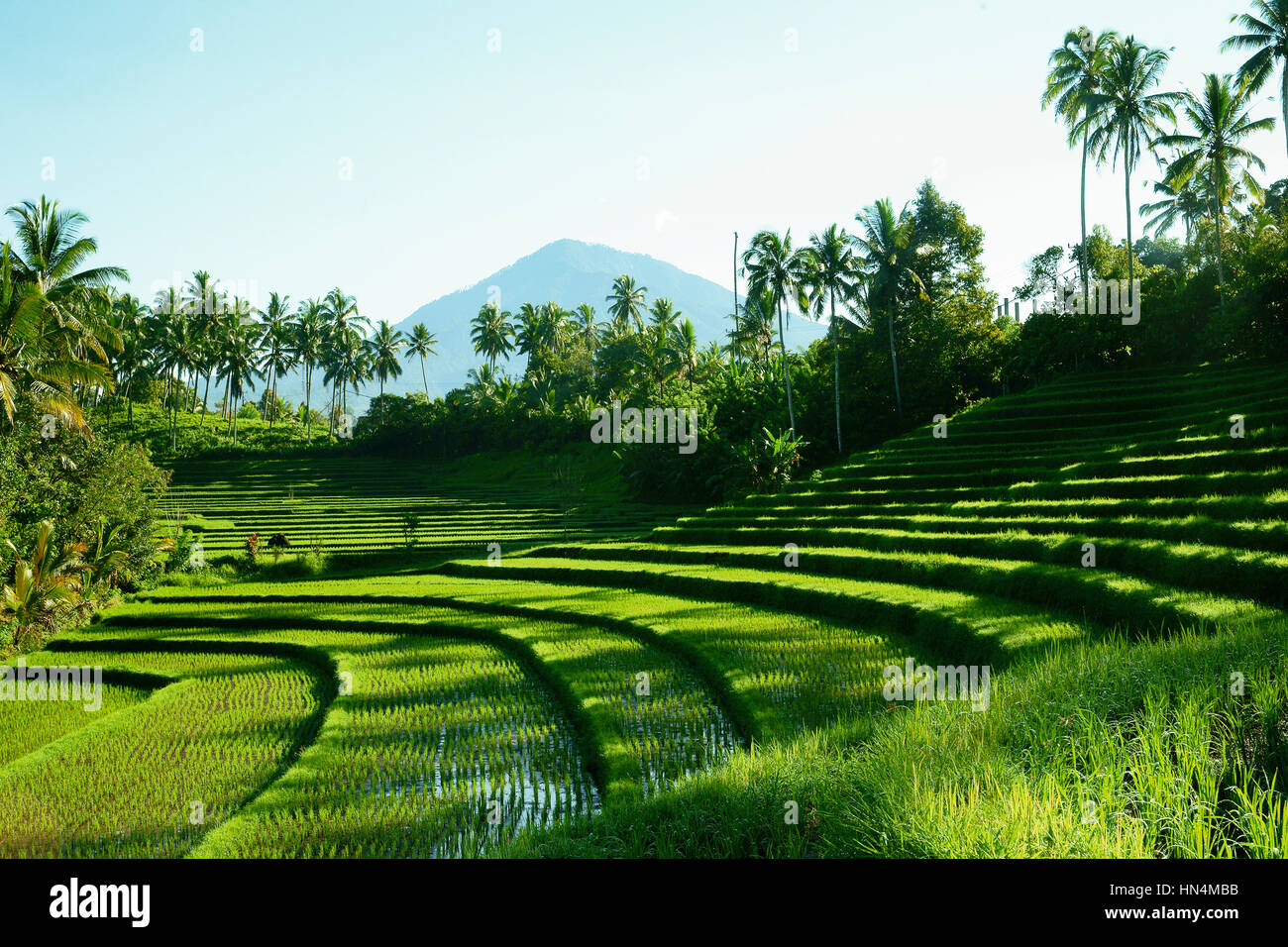 Green rice field landscape in Bali, Indonesia Stock Photo - Alamy