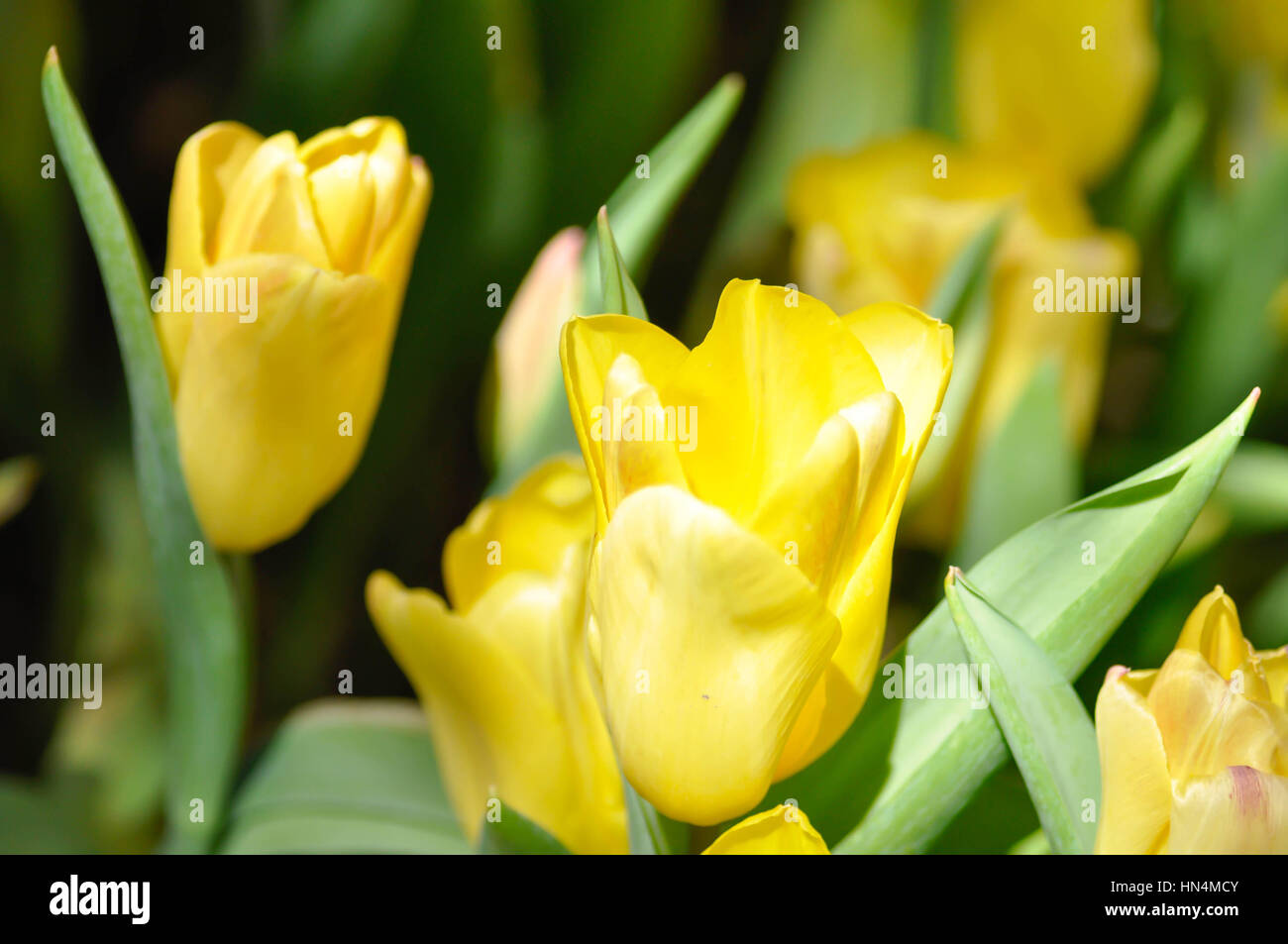 Beautiful bouquet of tulip ,yellow tulip Stock Photo - Alamy