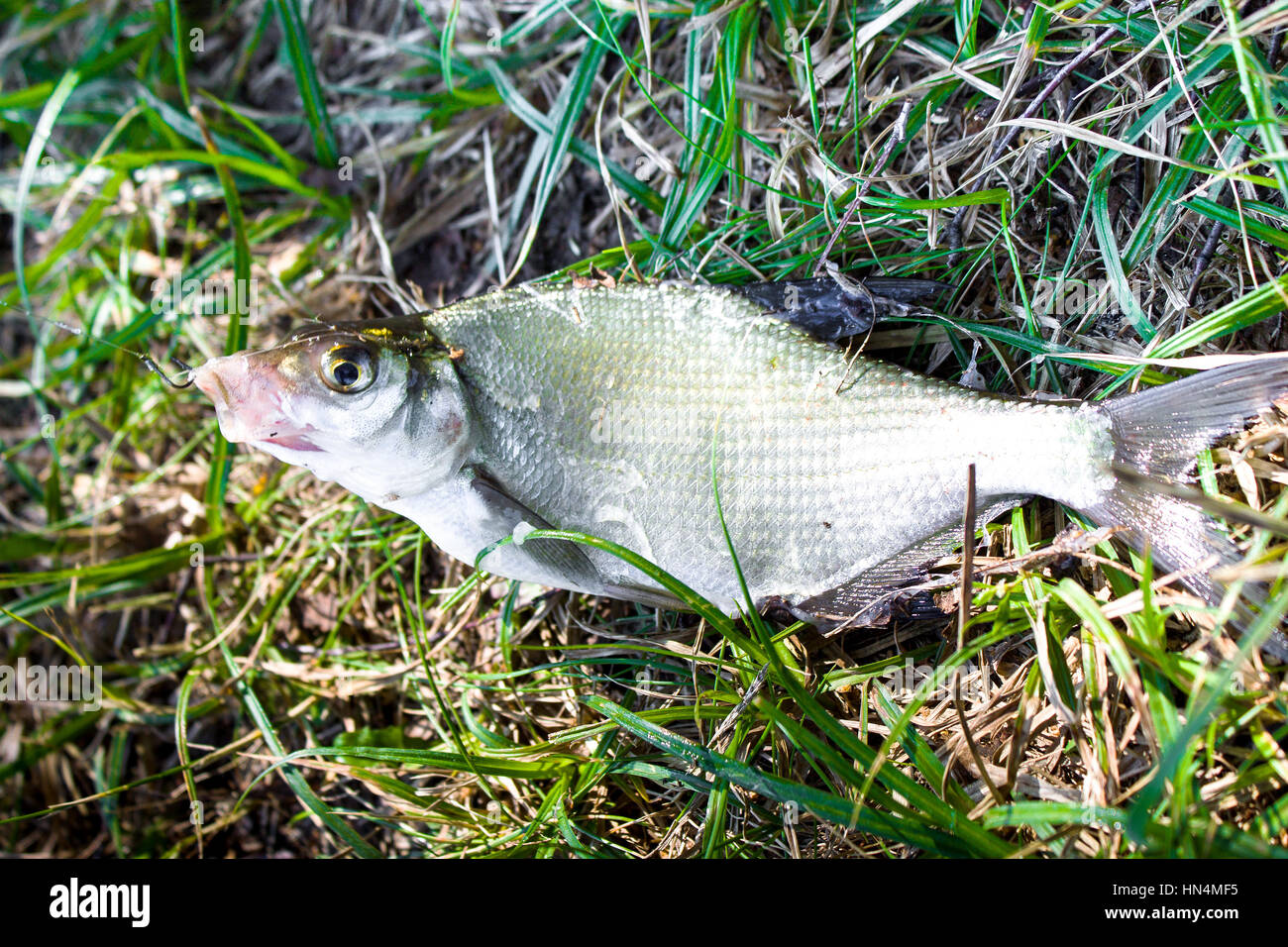 Big eye sea bream fish hi-res stock photography and images - Alamy