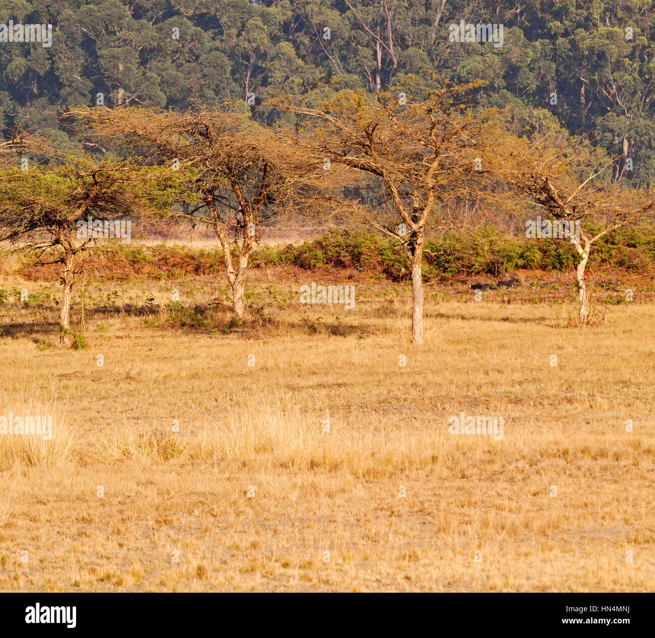 blur in swaziland mlilwane wildlife nature reserve mountain and tree ...
