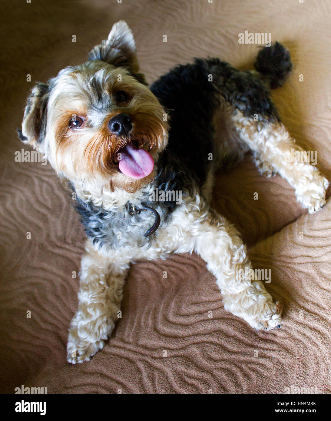 Yorkshire Terrier Home,close up, top view background Stock Photo - Alamy