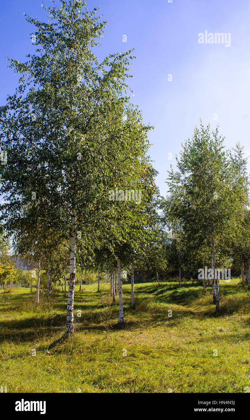 Landscape with birches Stock Photo - Alamy