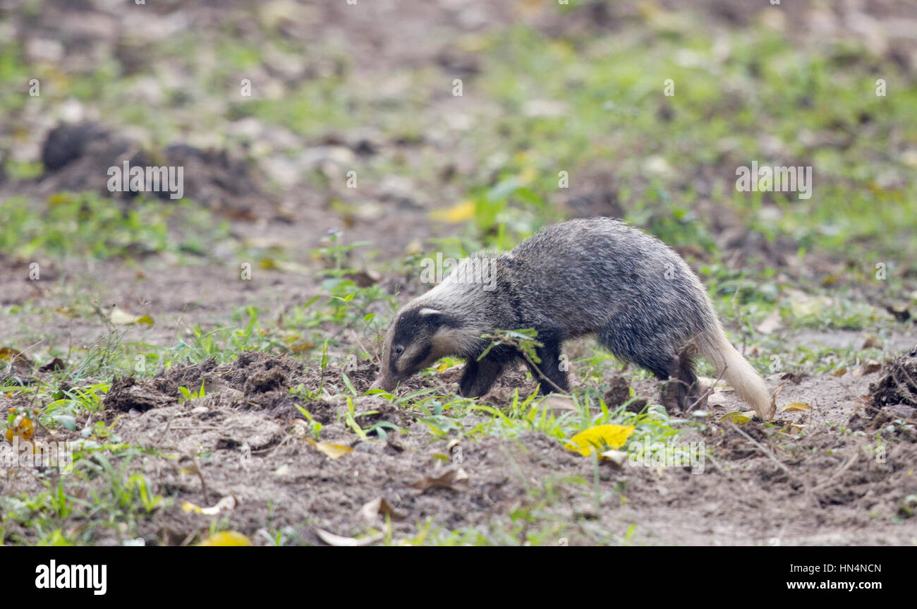 Indian badger hi-res stock photography and images - Alamy