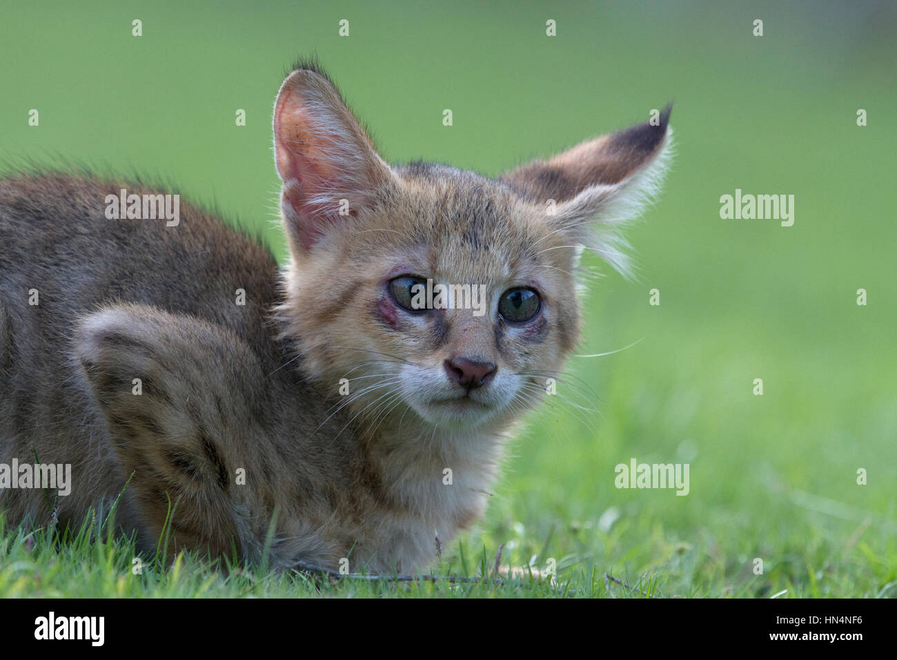 Baby leopard hi-res stock photography and images - Alamy