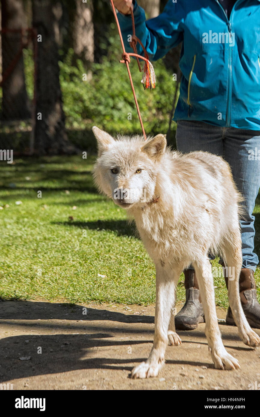 Woman walking with a grey wolfe on a line at a rescue center for wolves ...