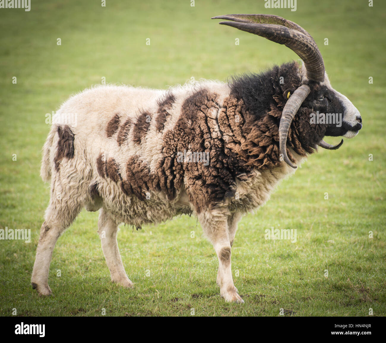 Yorkshire Shepherdess High Resolution Stock Photography and Images - Alamy