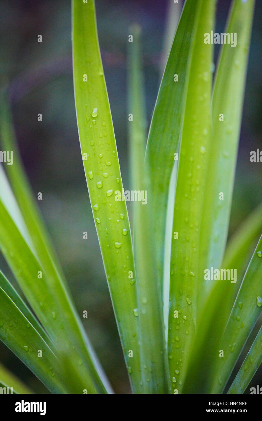 Plant with raindrops Stock Photo - Alamy