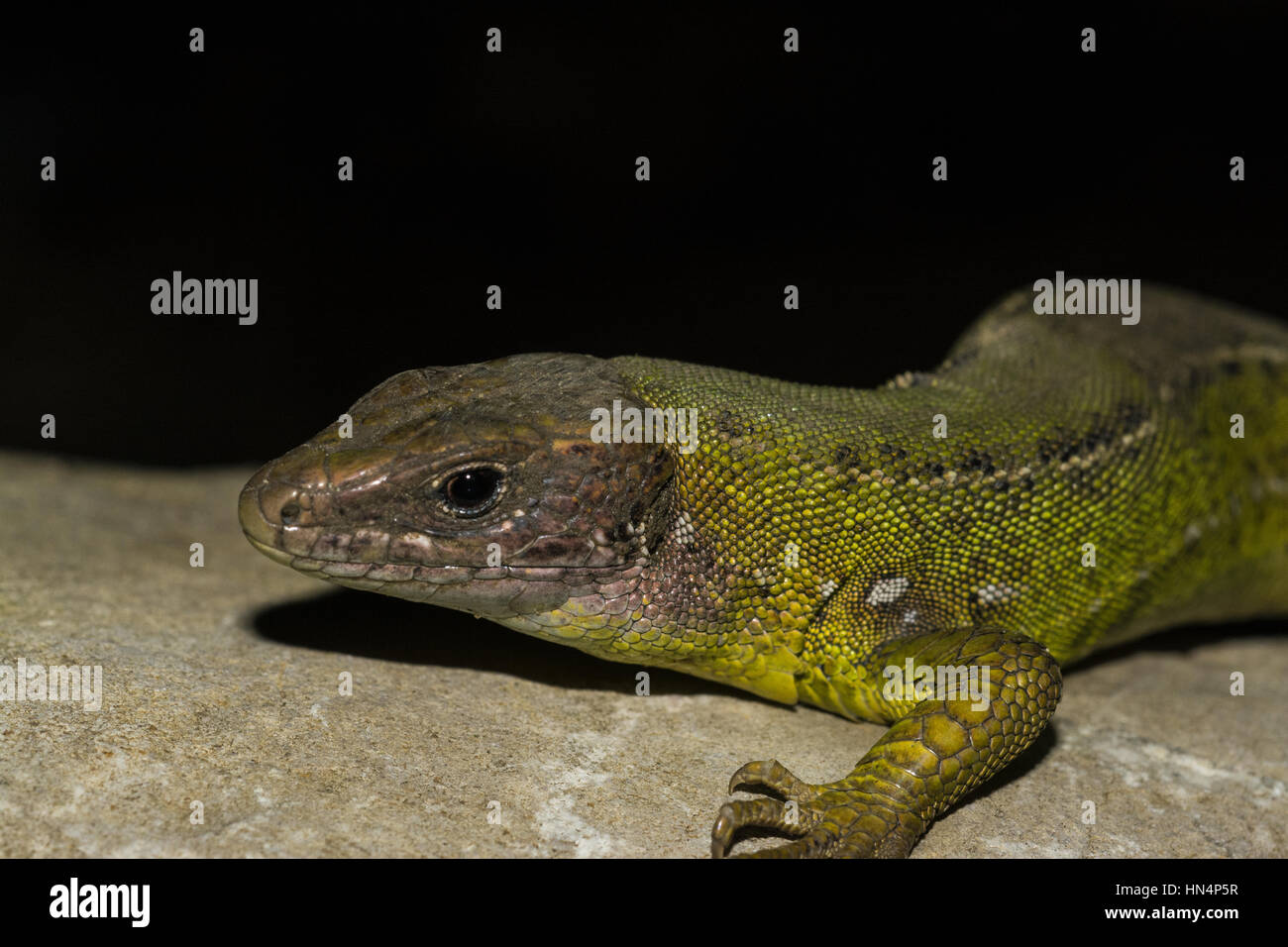 Lacerta bilineata, Western green lizard in sicily, on a black ...