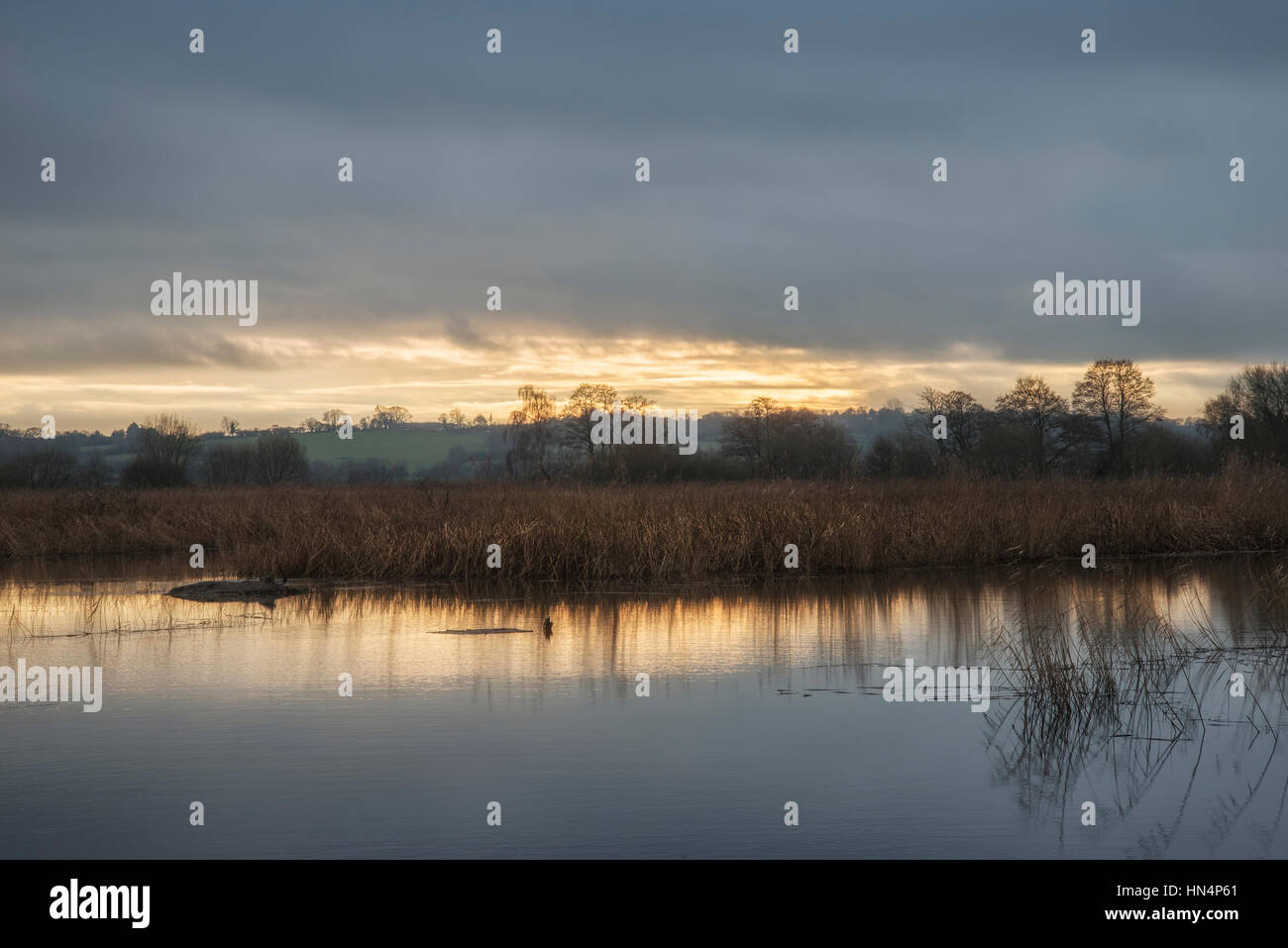 Beautiful Winter sunset over wetlands lake landscape Stock Photo - Alamy