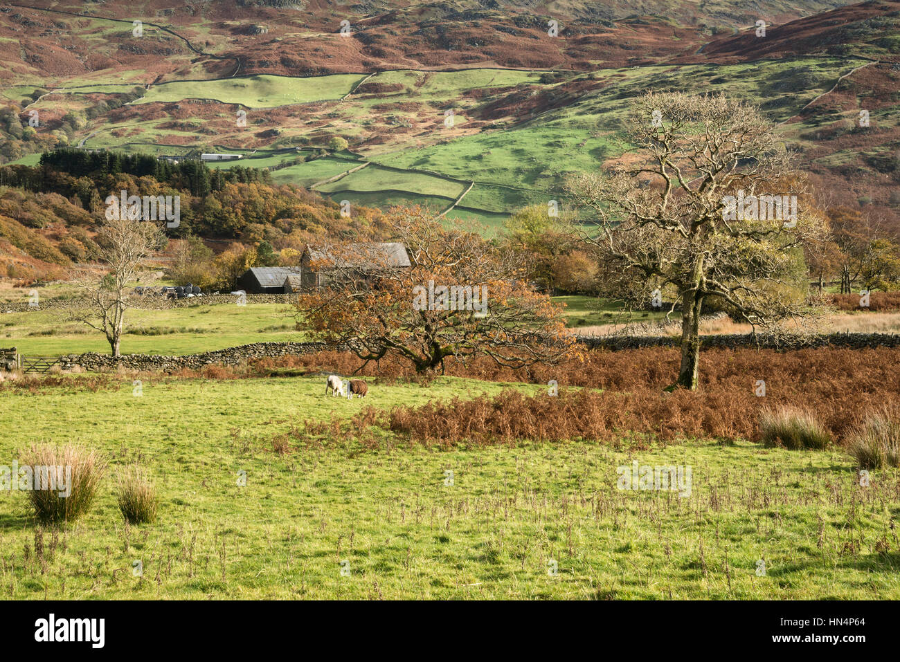 Beautiful Autumn Fall landscape image of wide countryside in Lake ...