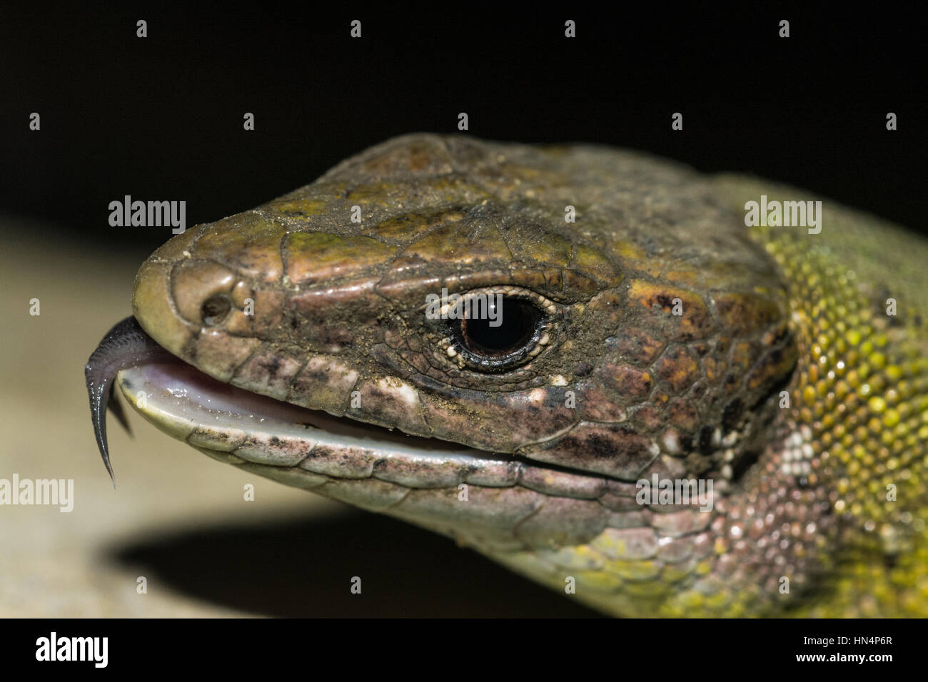 Lacerta bilineata, Western green lizard in sicily, on a black ...