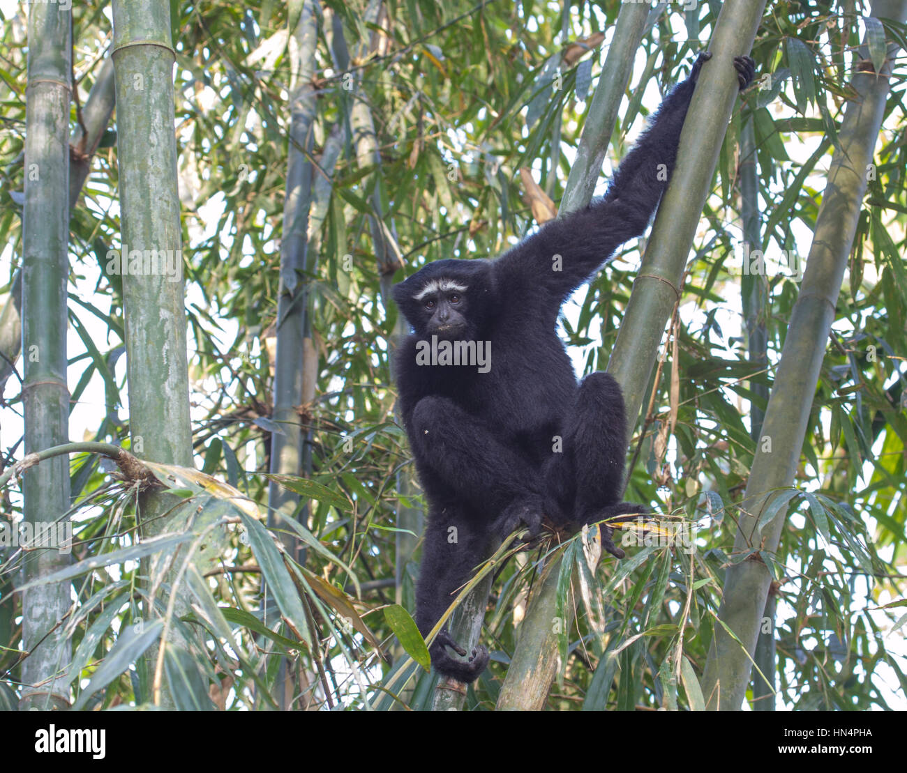 Hollock hi-res stock photography and images - Alamy