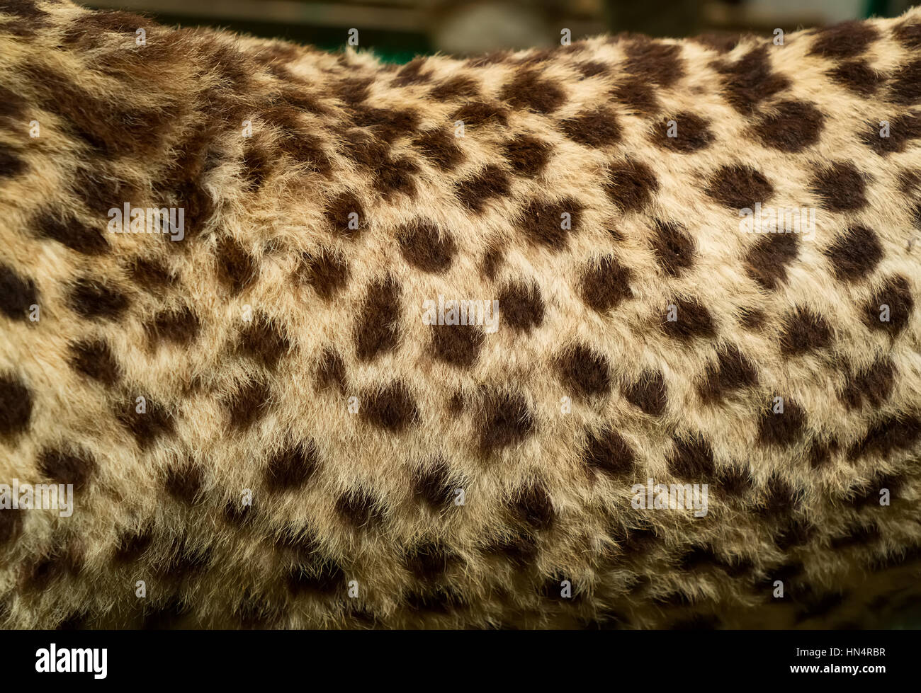Leopard fur background Stock Photo - Alamy