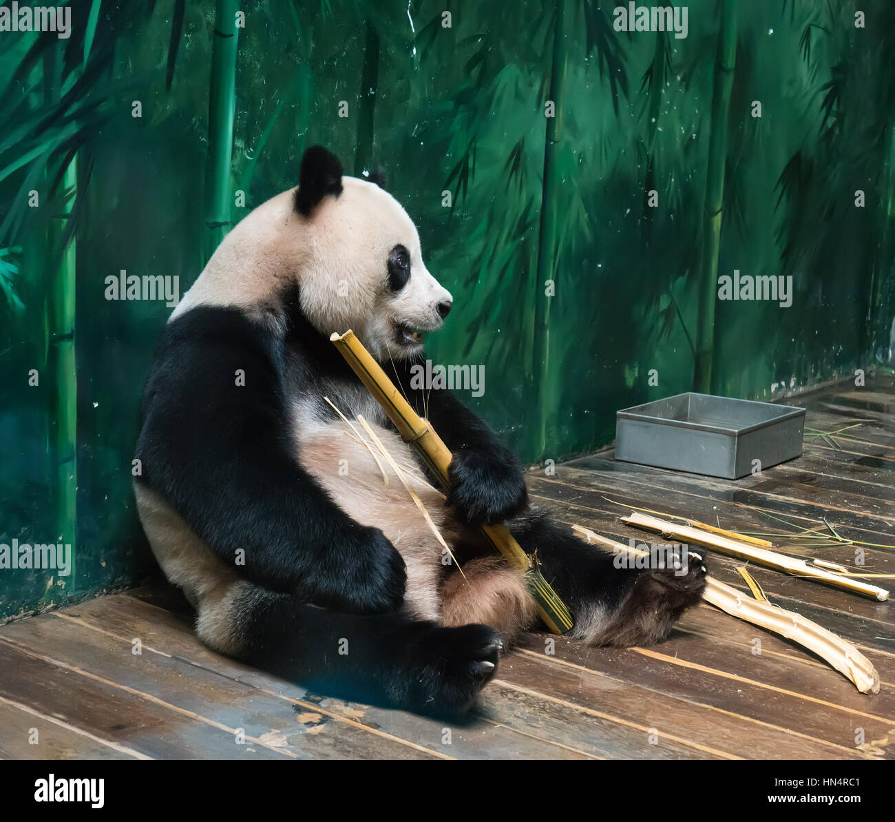 Giant panda bear eating bamboo Stock Photo - Alamy