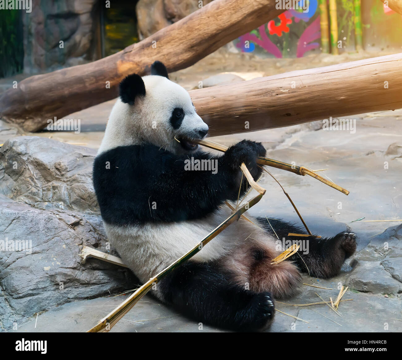 Panda bear eating hi-res stock photography and images - Alamy