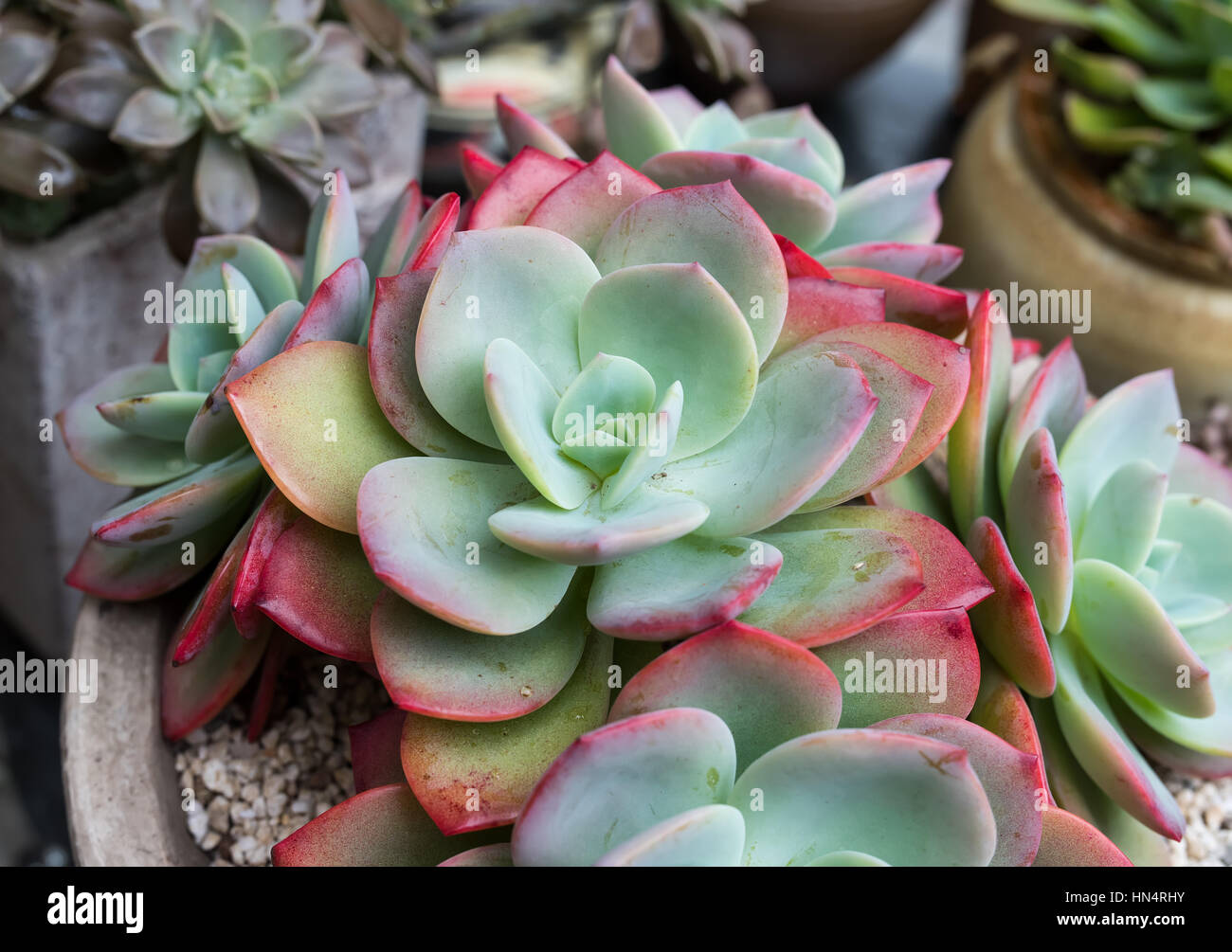Miniature succulent plants in garden Stock Photo - Alamy