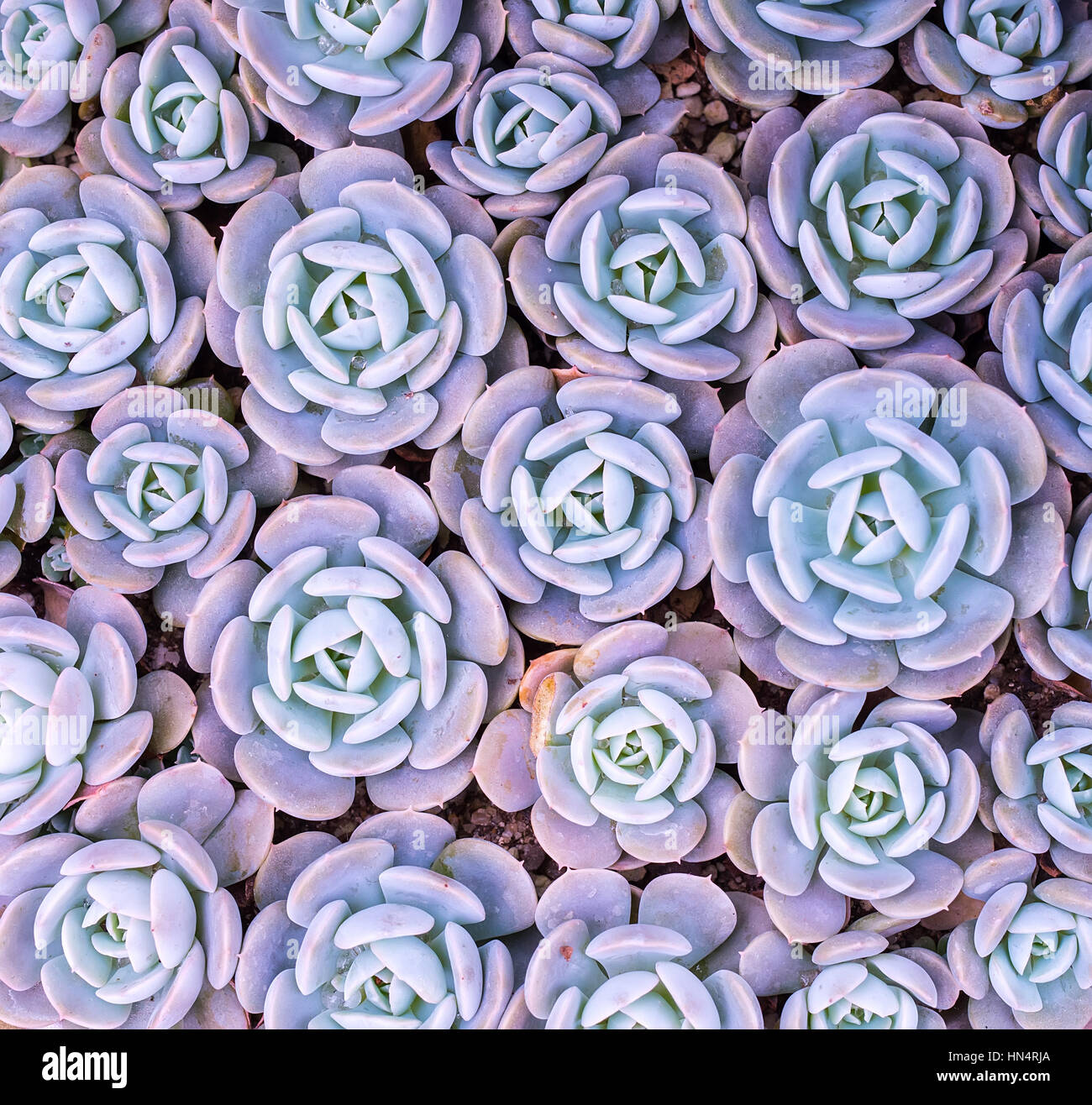 Miniature succulent plants in garden Stock Photo - Alamy