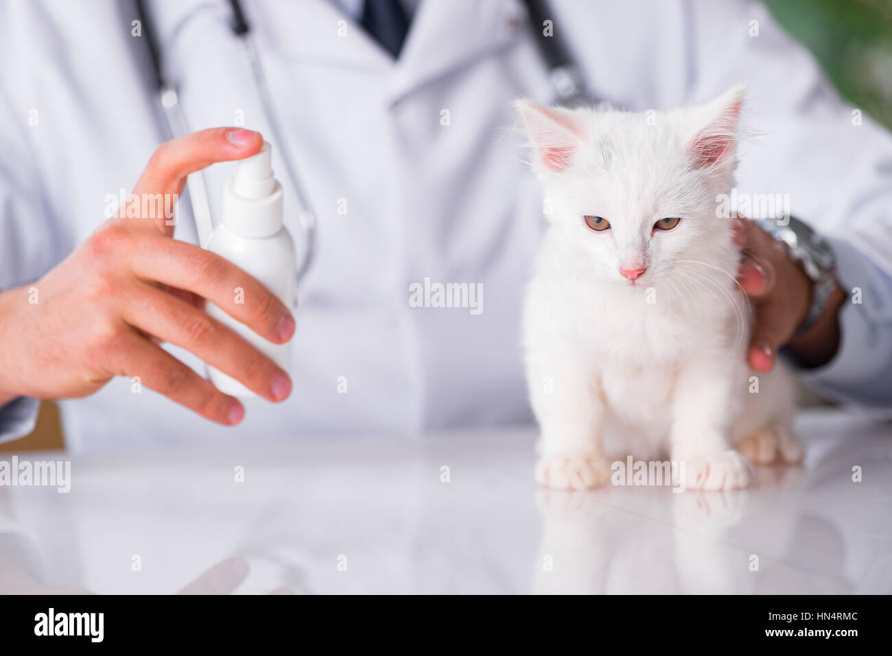 White kitten visiting vet for check up Stock Photo - Alamy