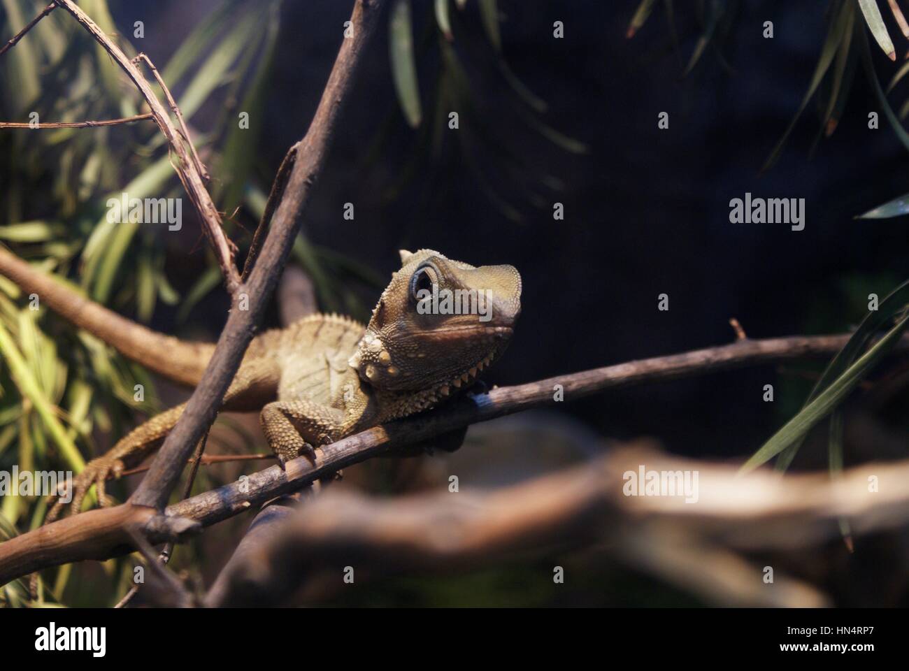 Scary lizard hi-res stock photography and images - Alamy