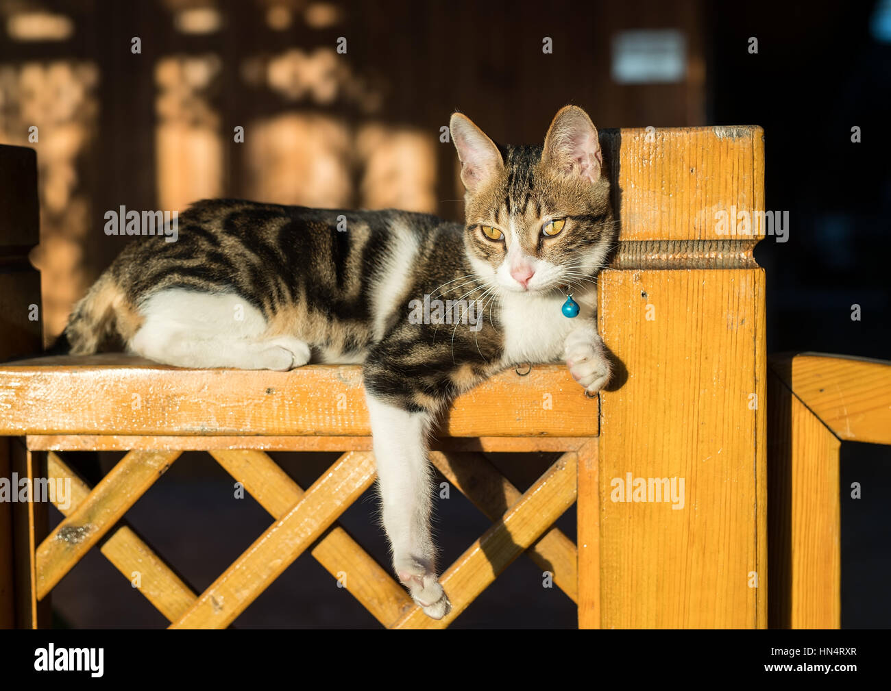 Profile of cat In Sunny Day Stock Photo - Alamy