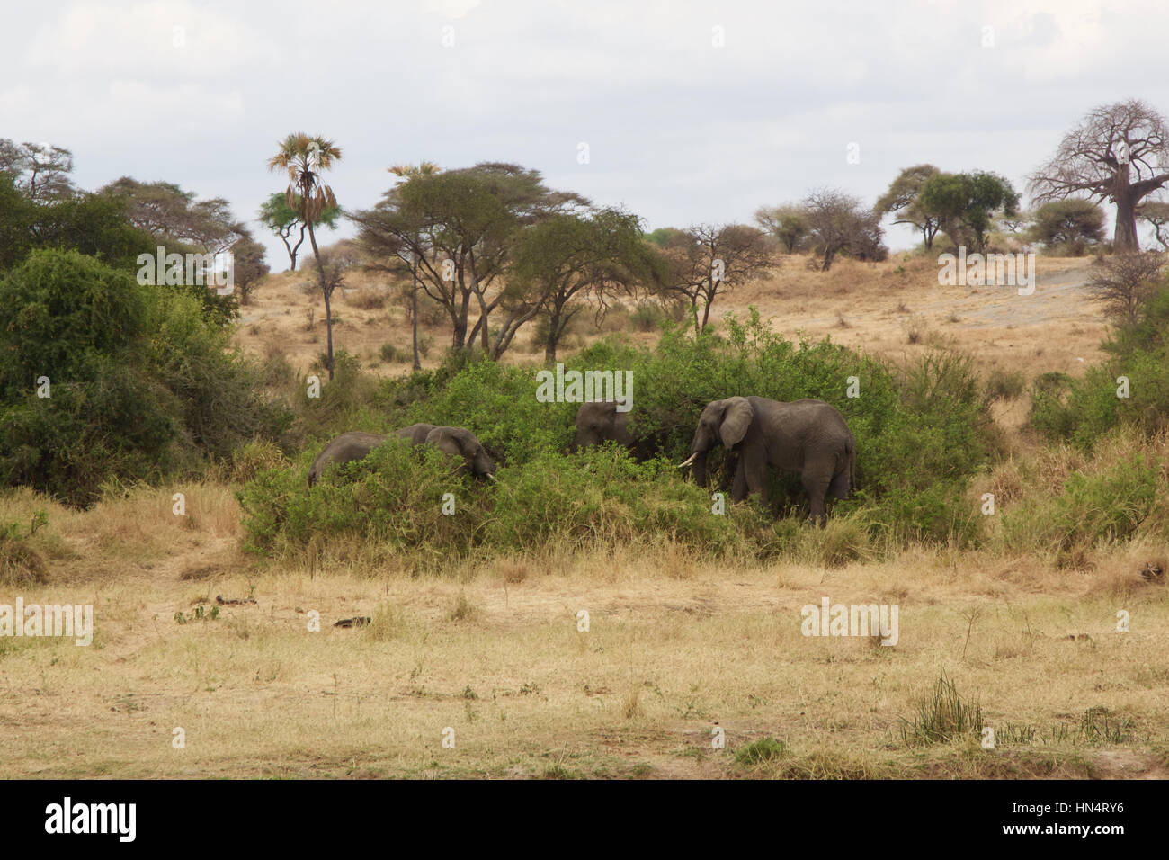 African Elephants in Hiding Stock Photo - Alamy