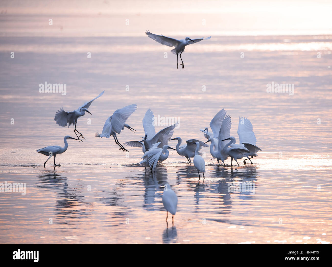Group egrets hi-res stock photography and images - Alamy