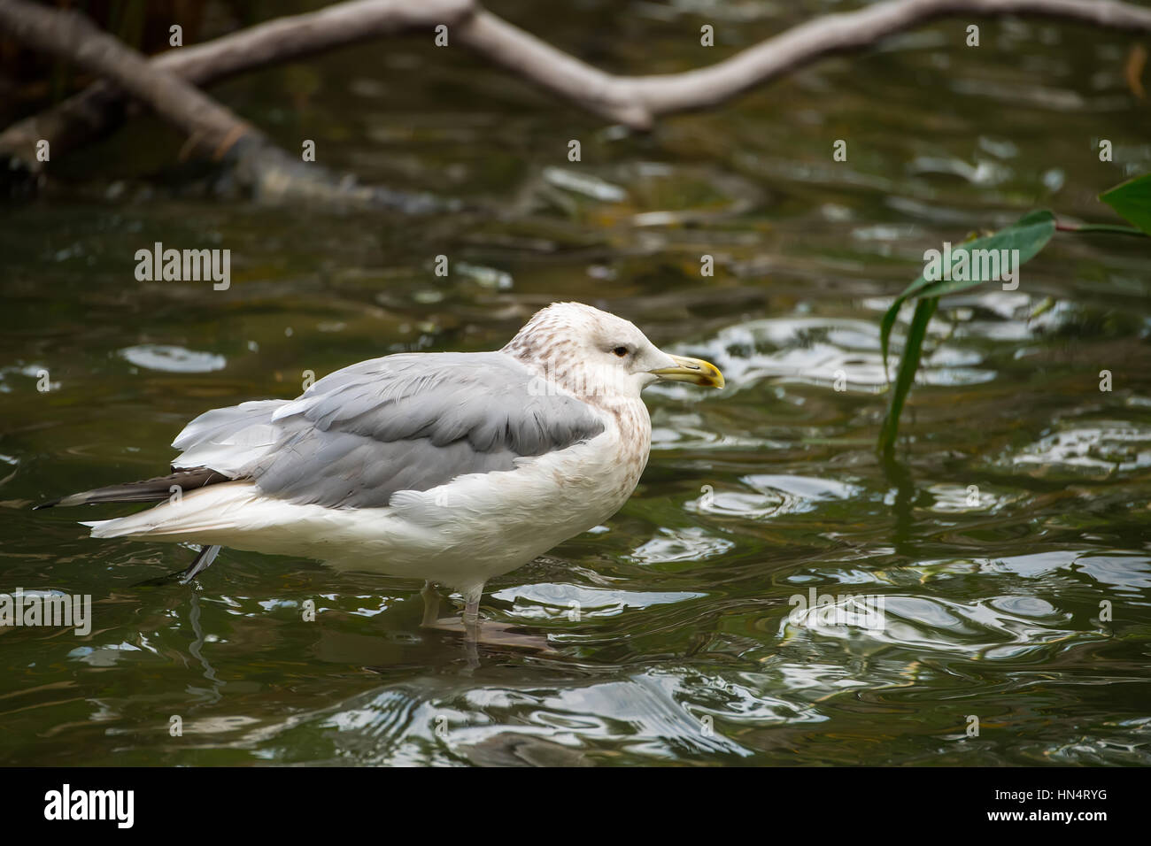 seagull standing on river Stock Photo - Alamy