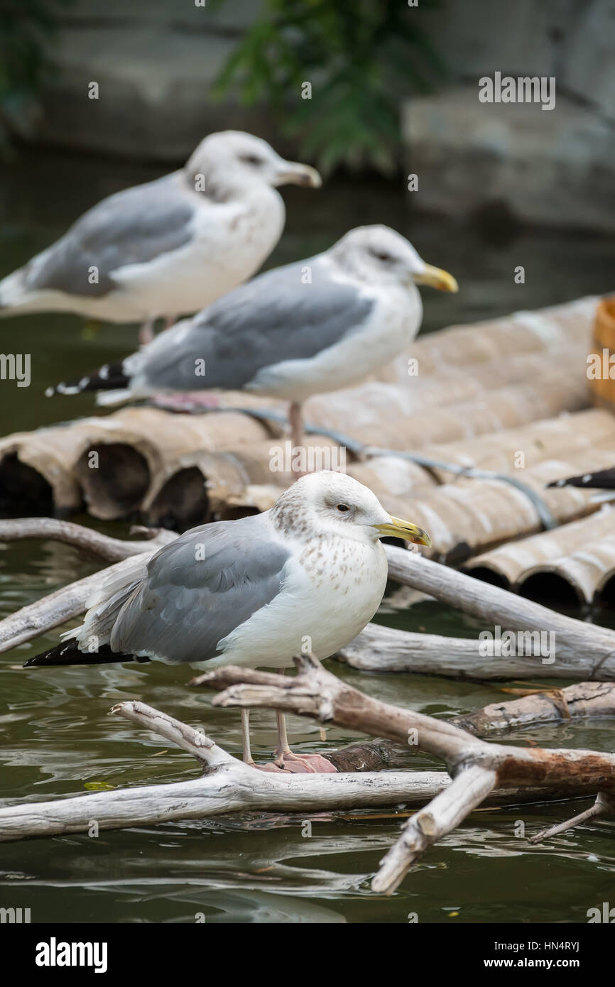 seagull standing on river Stock Photo - Alamy