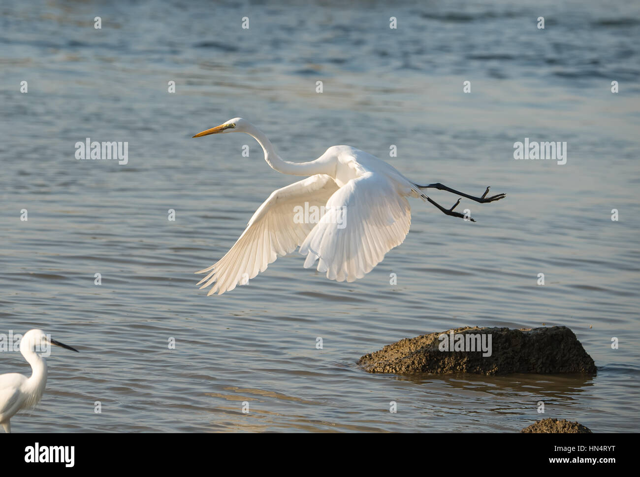 egrets play in sunset Stock Photo - Alamy