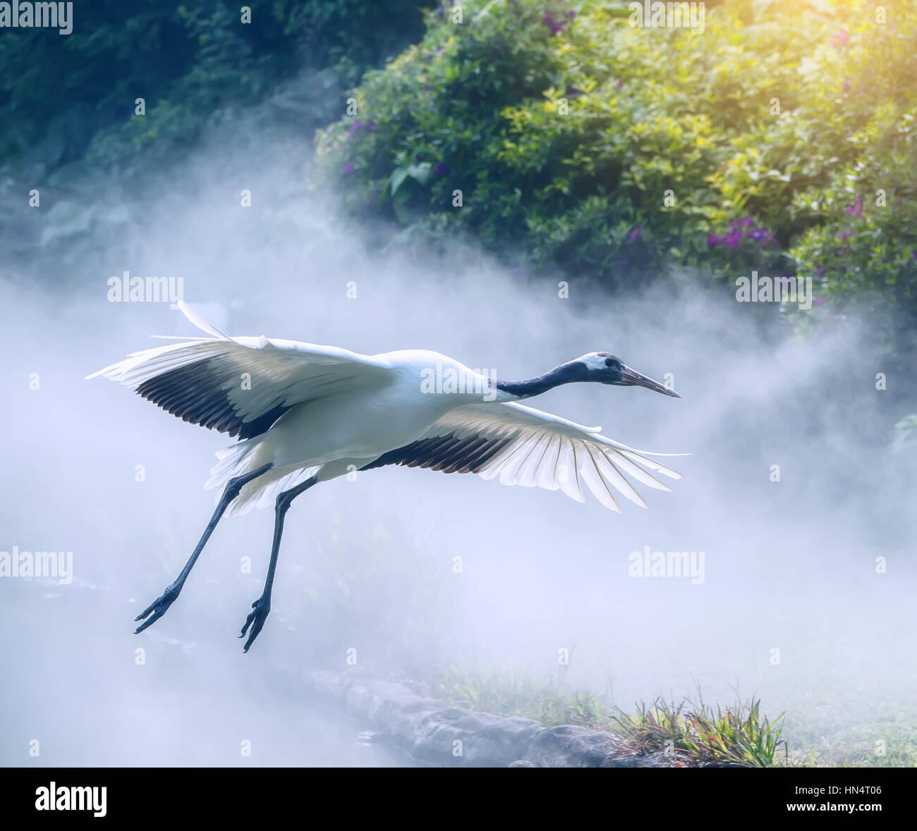 Red crowned crane hi-res stock photography and images - Alamy