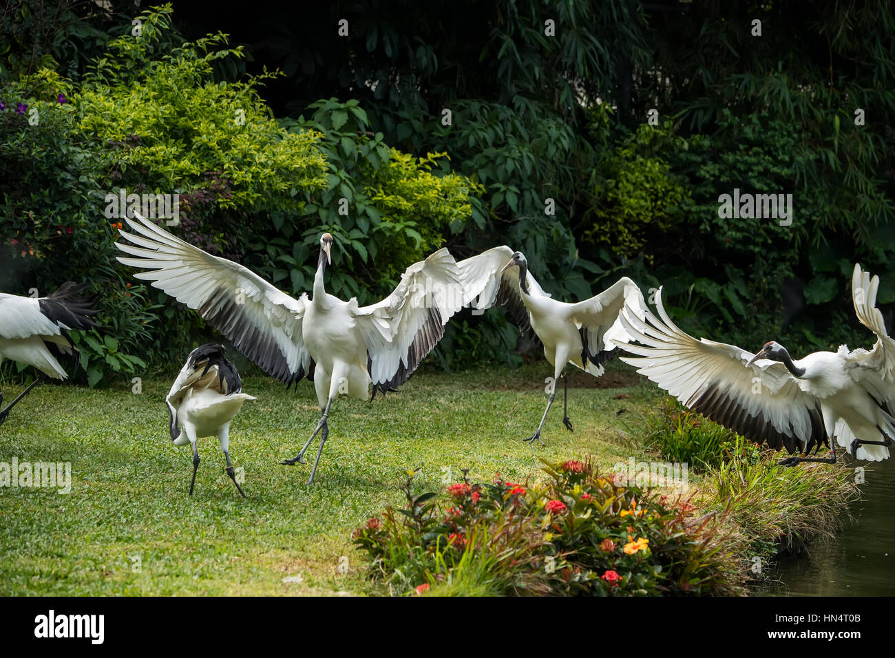 Red crown crane china hi-res stock photography and images - Alamy