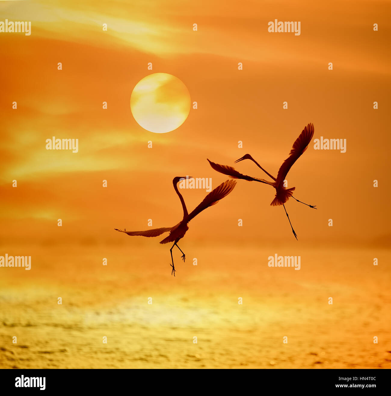 egrets play in sunset Stock Photo - Alamy