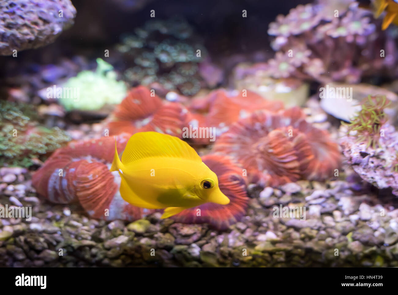 Zebrasoma Yellowtail High Resolution Stock Photography and Images - Alamy