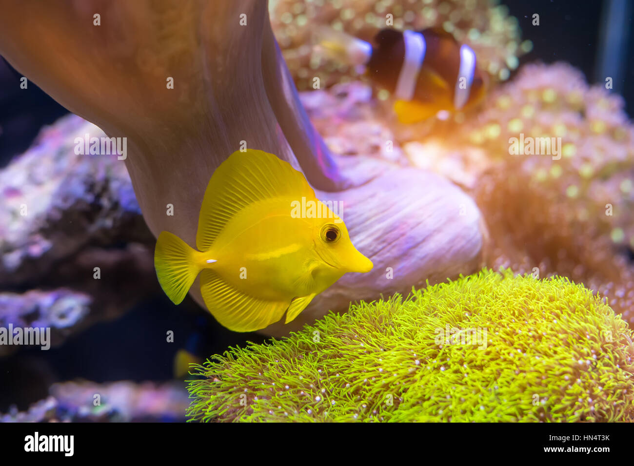 zebrasoma salt water aquarium fish Stock Photo - Alamy