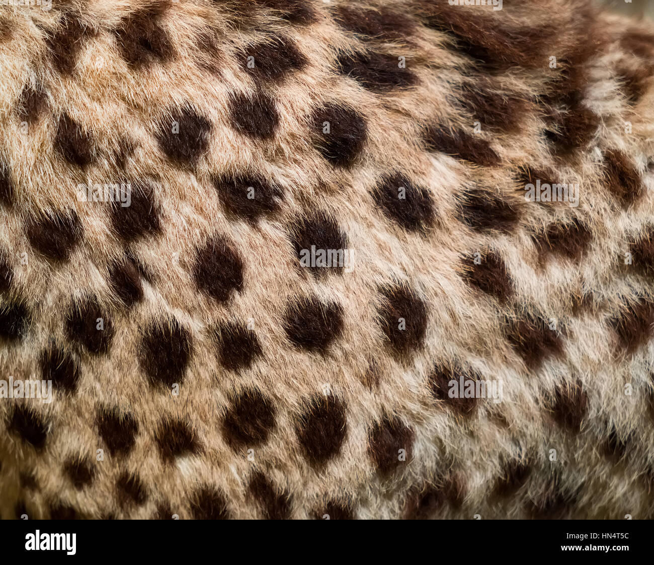 Leopard fur background Stock Photo - Alamy