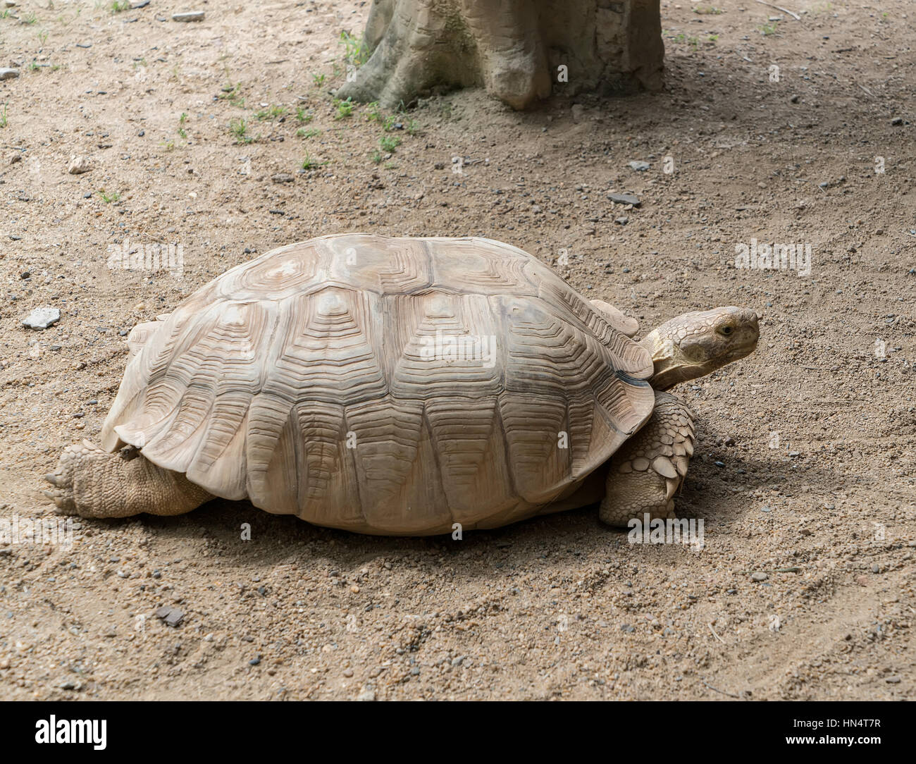 Tortoise Isolated on White Background Stock Photo - Alamy