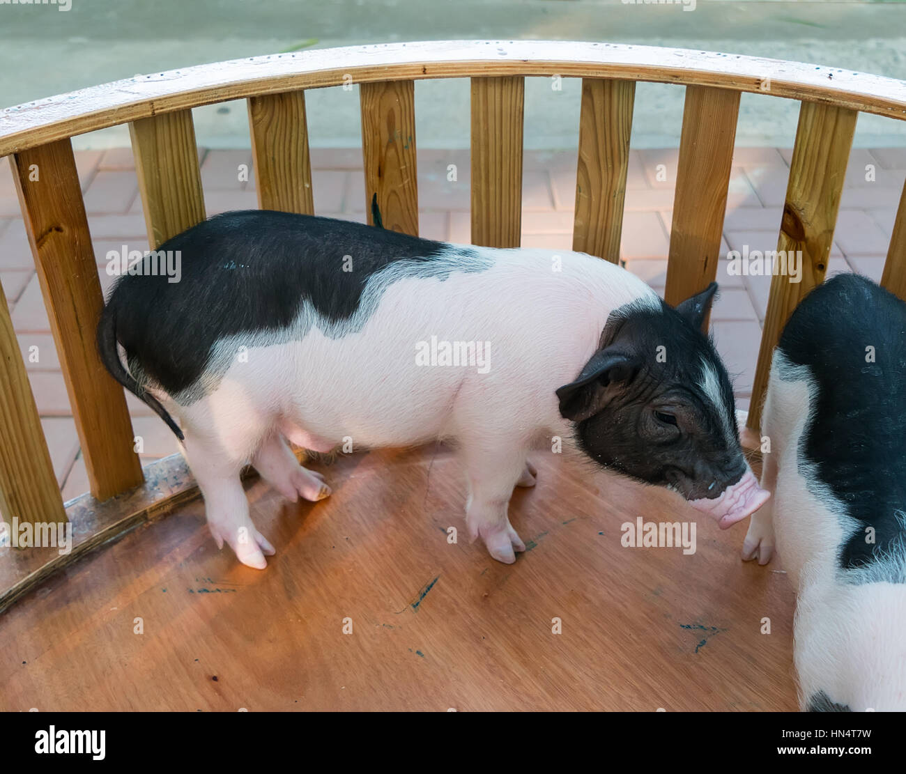 pigs on the farm Stock Photo - Alamy