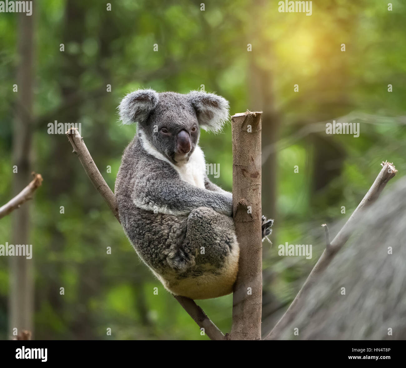 Koala on tree hi-res stock photography and images - Alamy